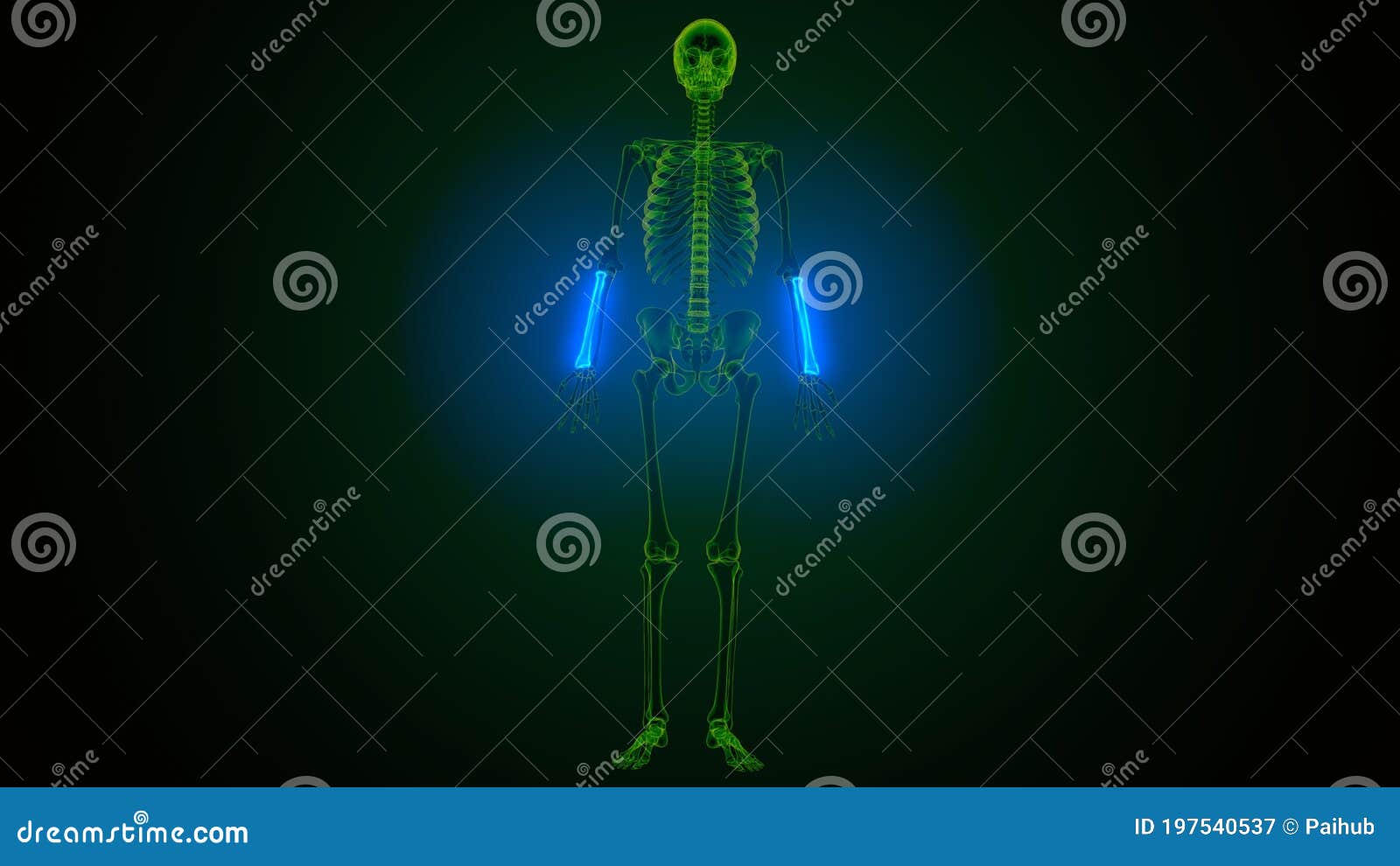3d Illustraton Of Human Skeleton Anatomy Radius Bone Stock Photography ...