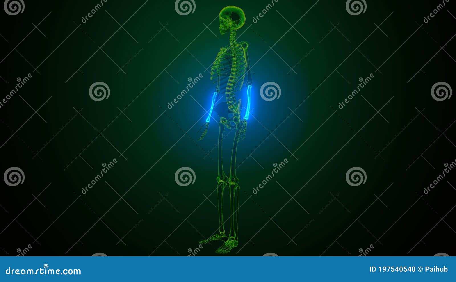 3d Illustraton Of Human Skeleton Anatomy Radius Bone Stock Photography ...