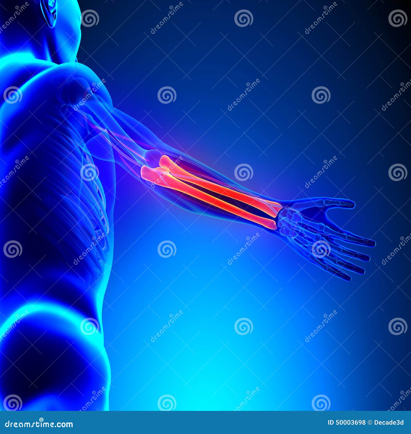 Radius-Elle Entbeint Anatomie Mit Kreislaufsystem Stock Abbildung ...