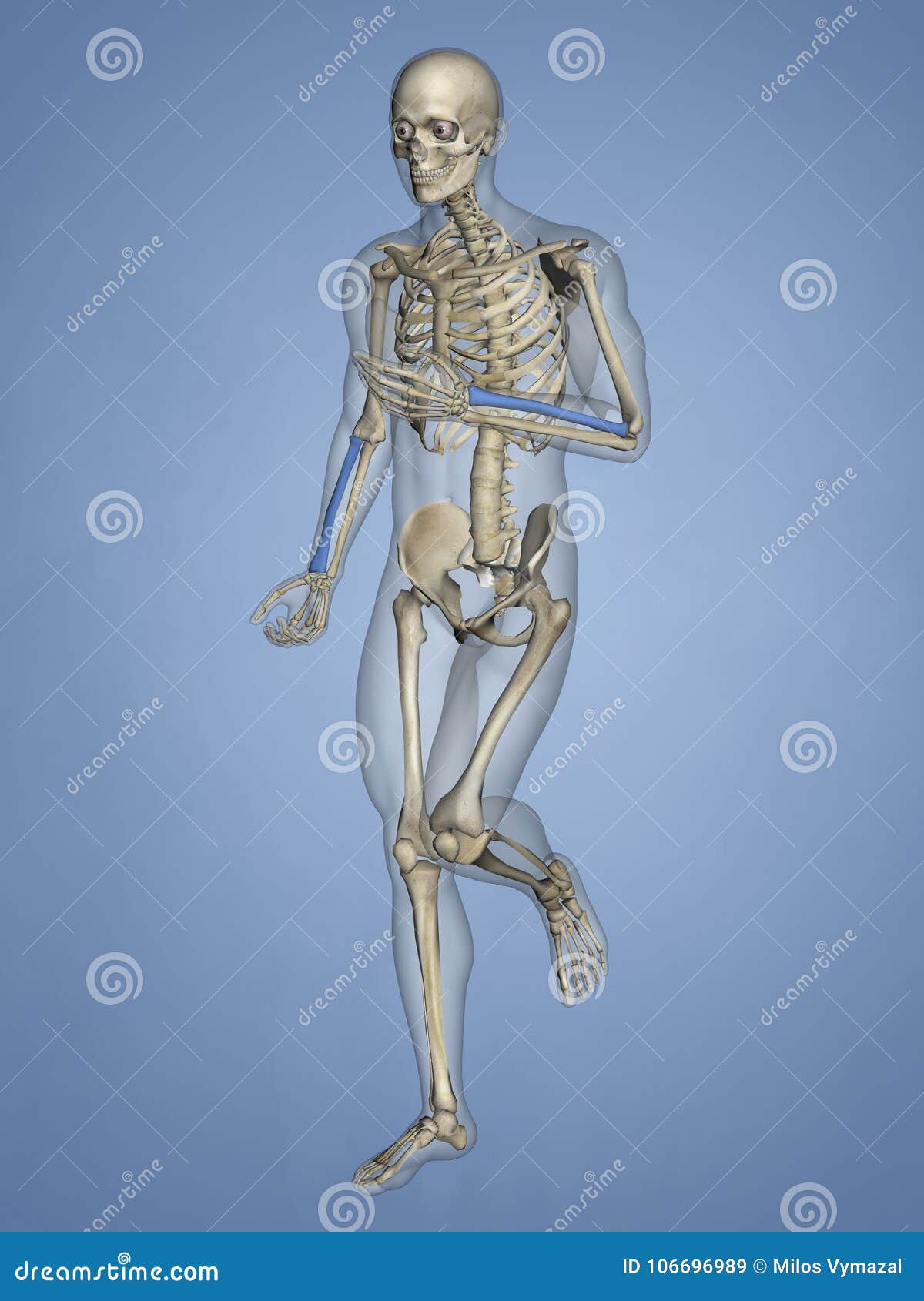 Radius, Human Skeleton, 3D Model Stock Illustration - Illustration of ...