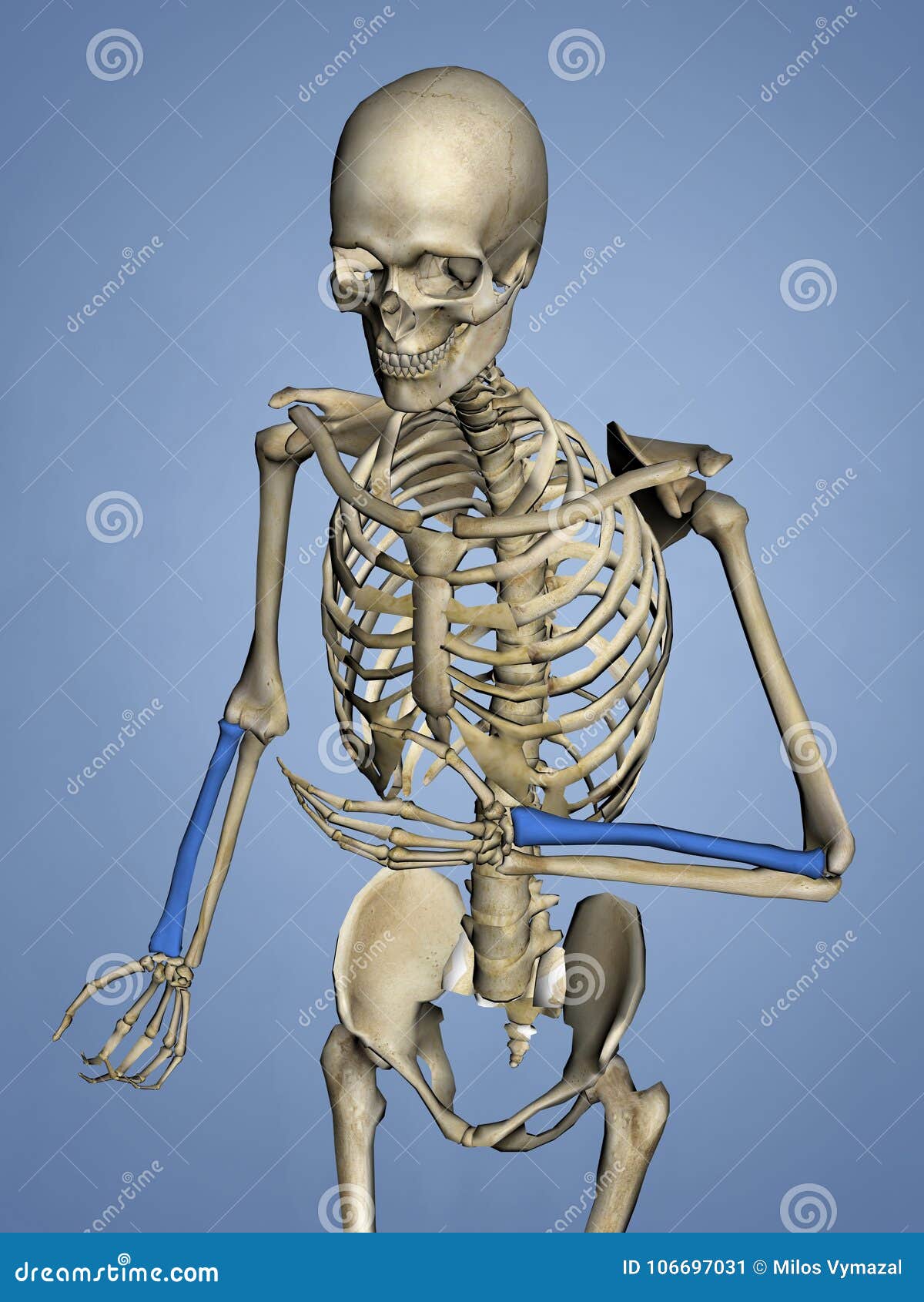 Radius, Human Skeleton, 3D Model Royalty-Free Stock Photo ...