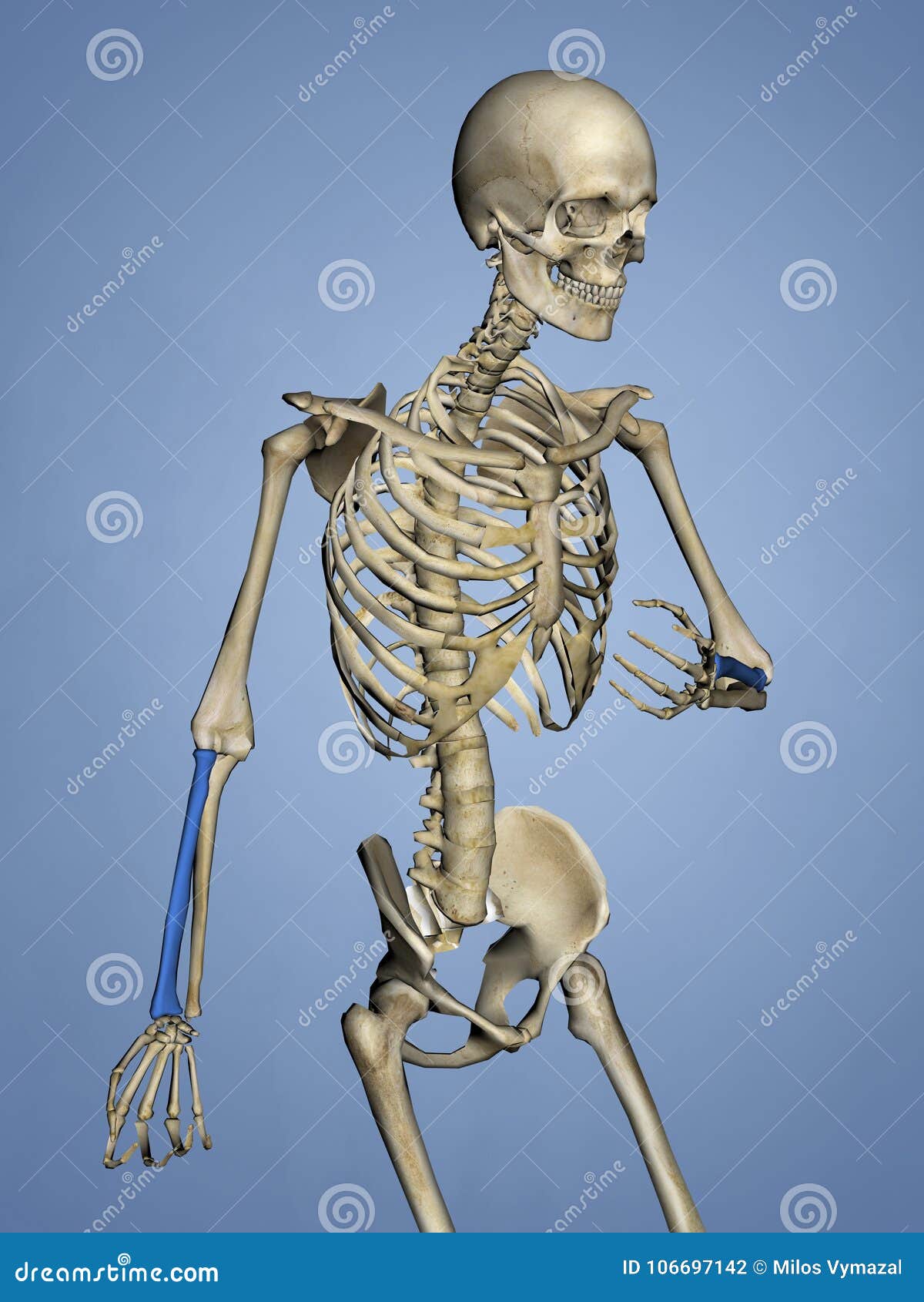 Radius, Human Skeleton, 3D Model Stock Illustration - Illustration of ...