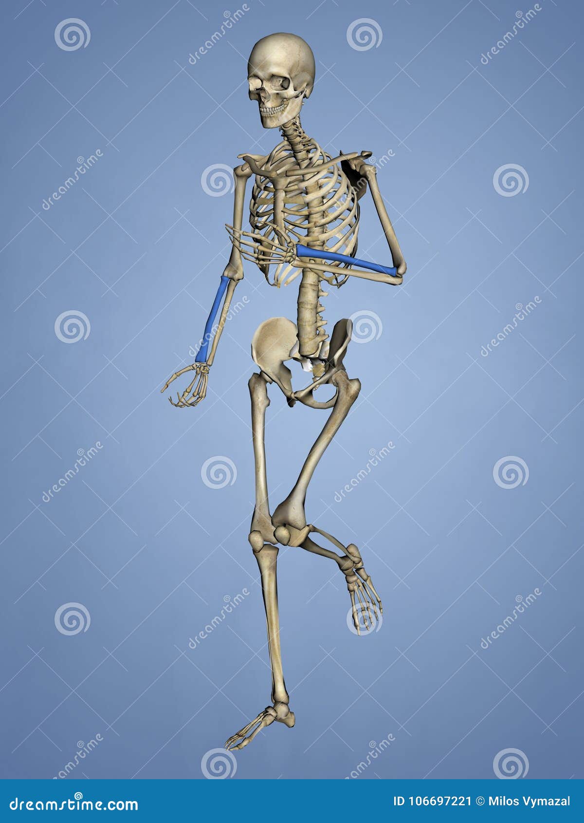 Radius, Human Skeleton, 3D Model Stock Illustration - Illustration of ...