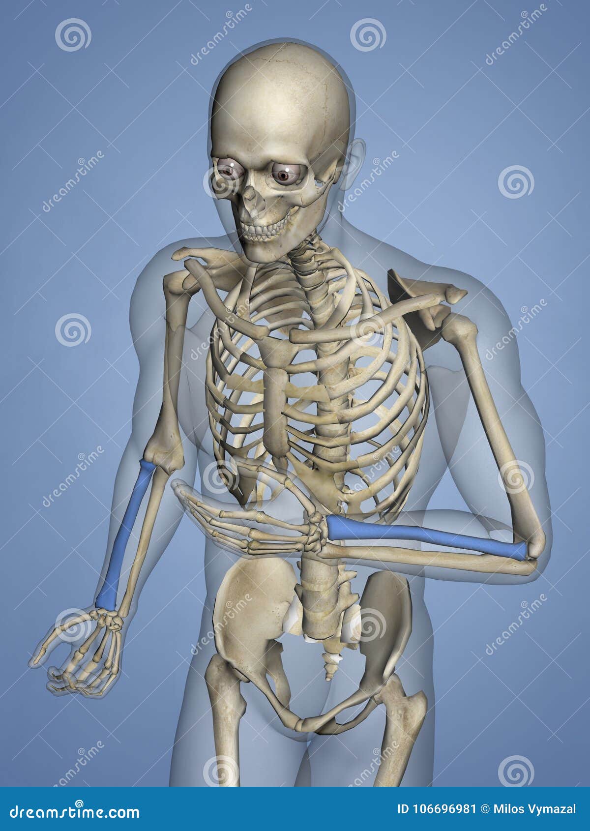 Radius, Human Skeleton, 3D Model Royalty-Free Stock Photo ...
