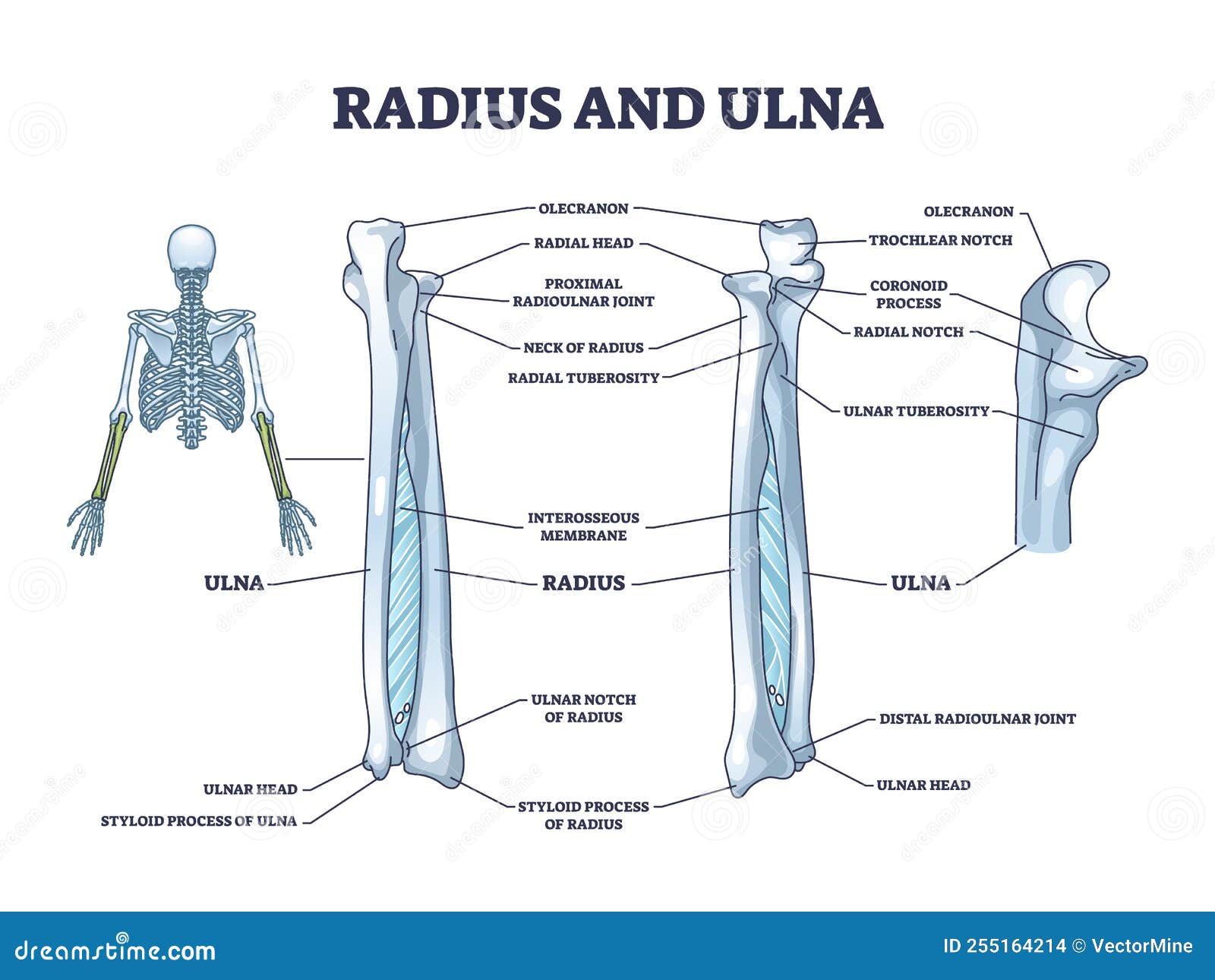 Radius and Ulna Bone Anatomy with Arm Skeletal Structure Outline ... Radius and Ulna Bone Anatomy with Arm Skeletal Structure Outline ...