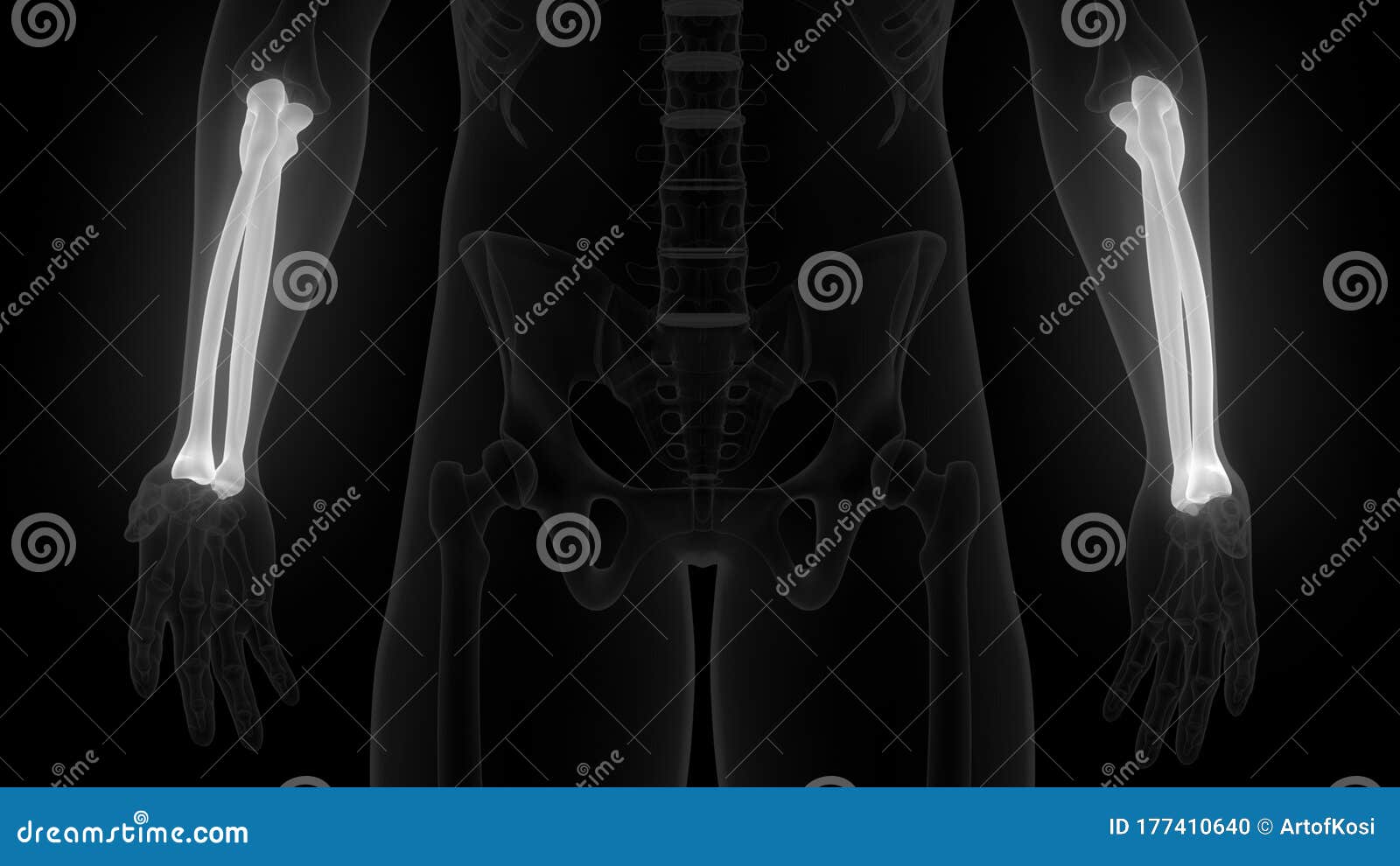Radius and Ulna Bone Joints of Human Skeleton System Anatomy X-ray 3D ...
