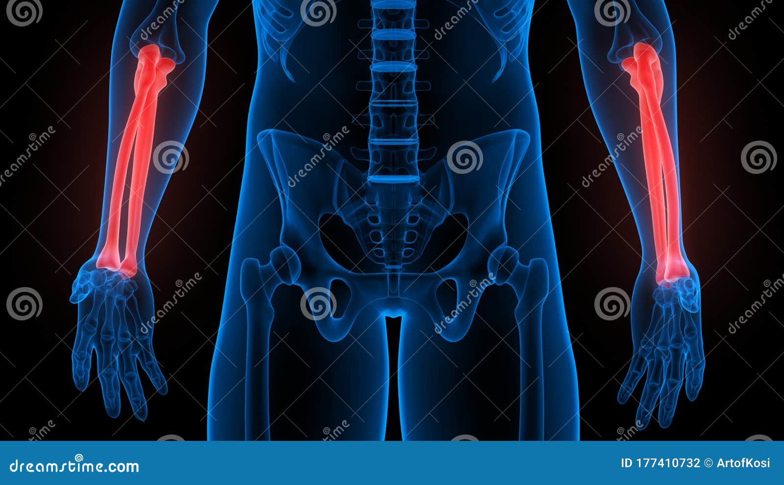 Radius and Ulna Bone Joints of Human Skeleton System Anatomy X-ray 3D ...