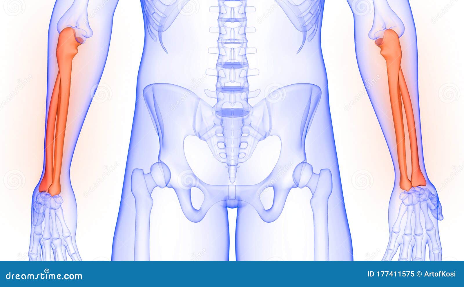 Radius And Ulna Bone Joints Of Human Skeleton System Anatomy X-ray 3D ...