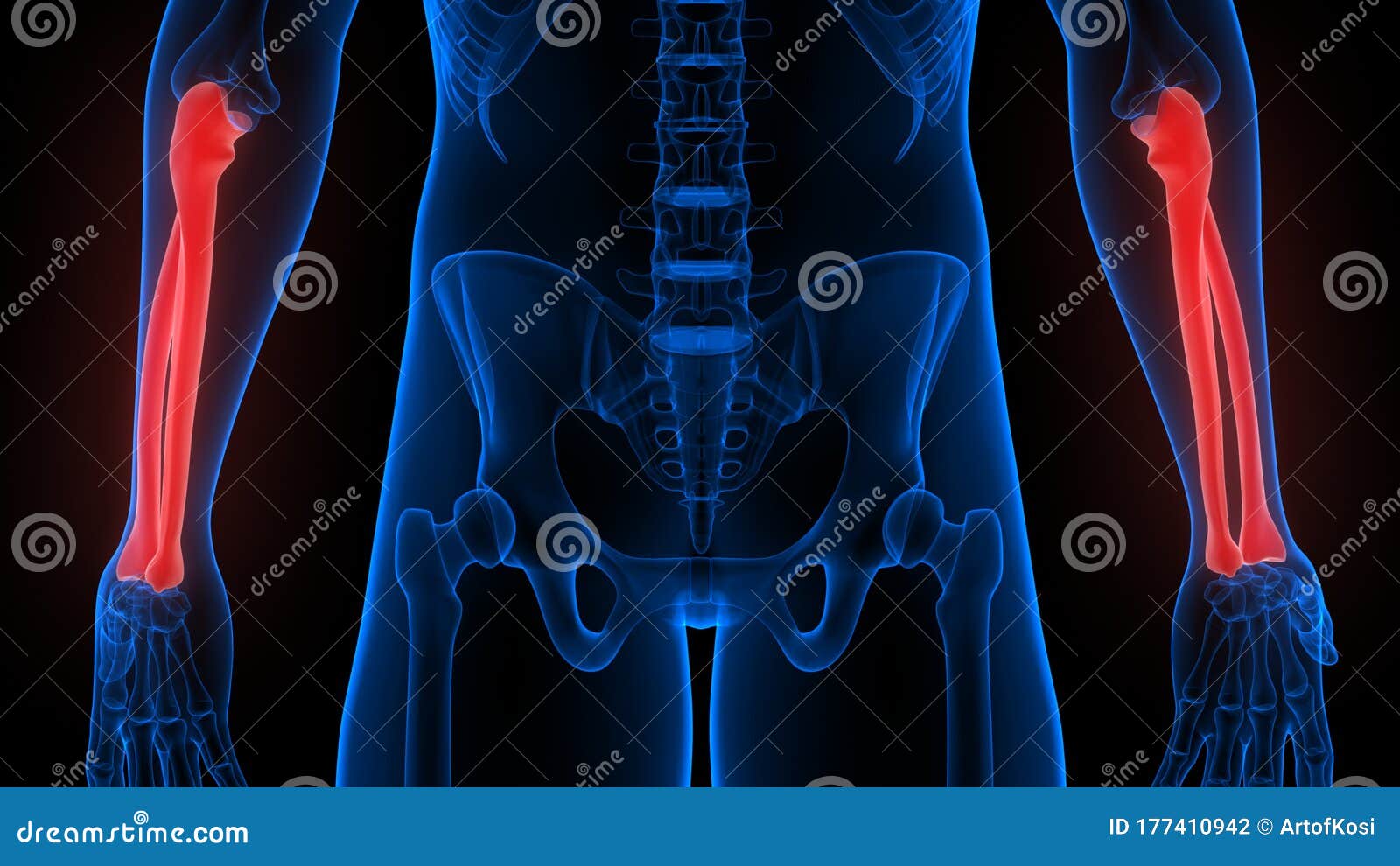 Radius, Human Skeleton, 3D Model Stock Image | CartoonDealer.com #106697161
