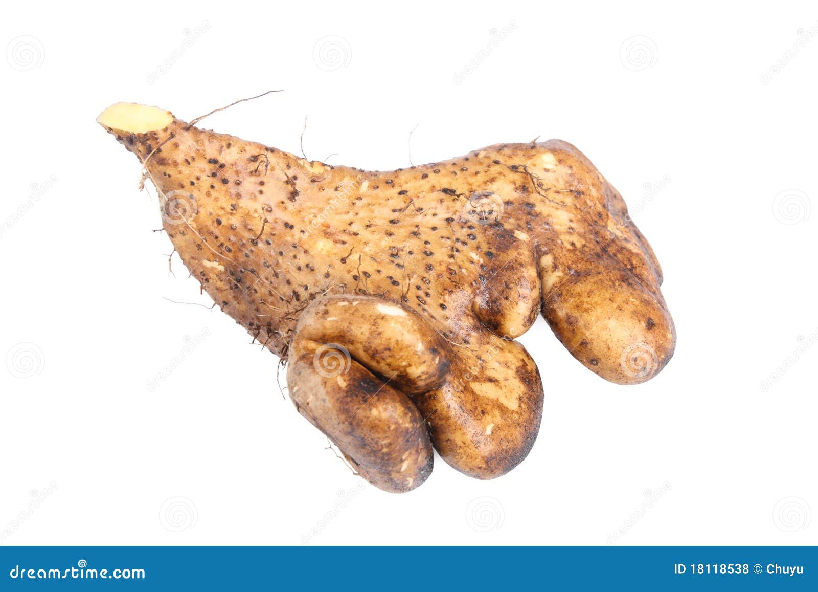 Radix dioscoreae stock photo. Image of growth, root, colocasia - 18118538