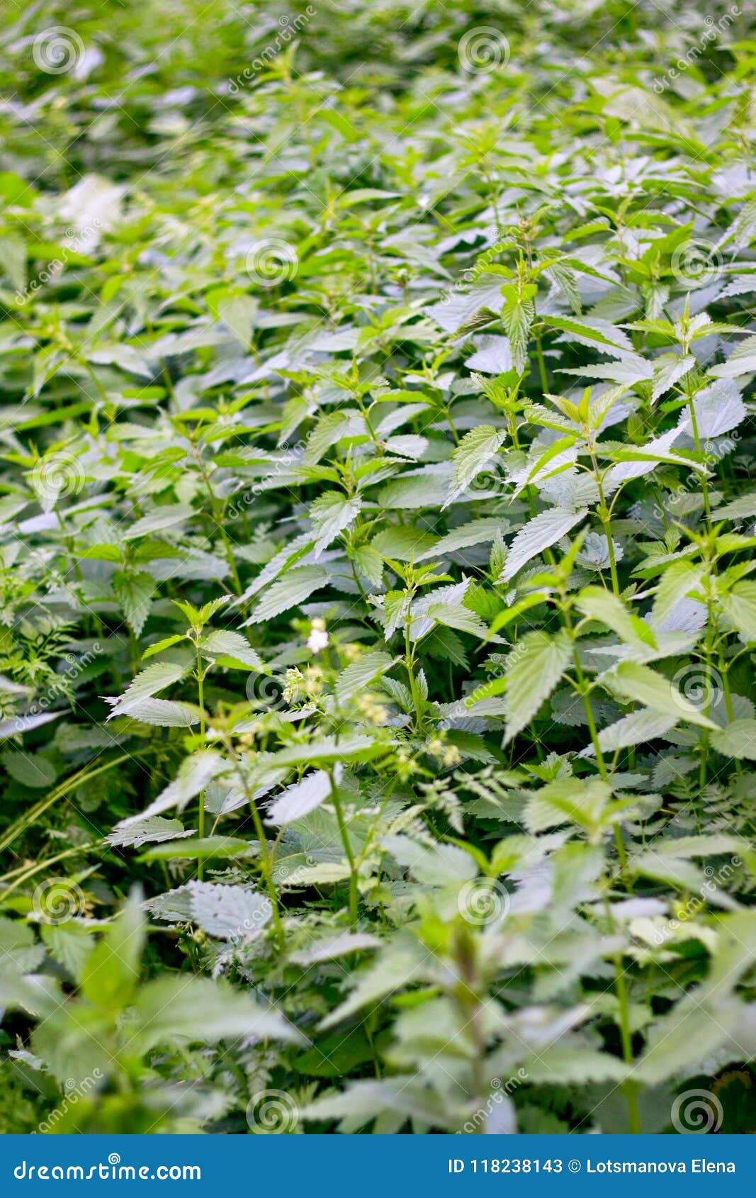 Radura con l'ortica immagine stock. Immagine di vetro - 118238143