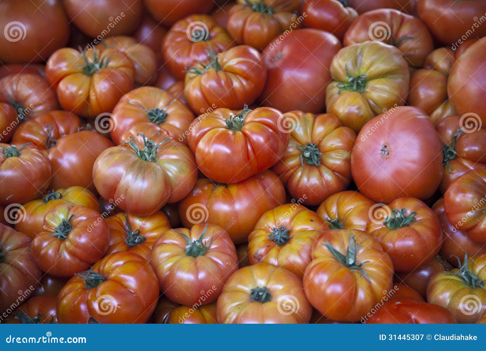 RAF Tomatoes stock image. Image of mallorca, solanum - 31445307