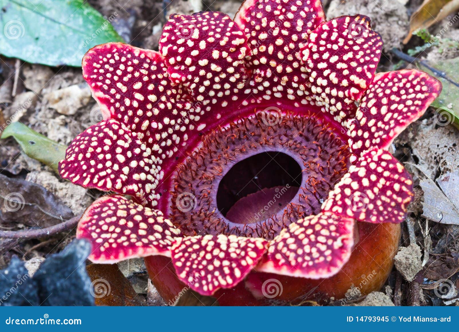 Rafflesia stock image. Image of huge, oppressive, fresh - 14793945