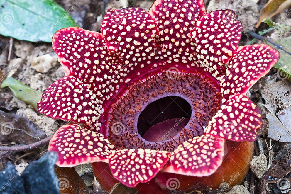 Rafflesia stock image. Image of borneo, flavoured, biggest - 14793945