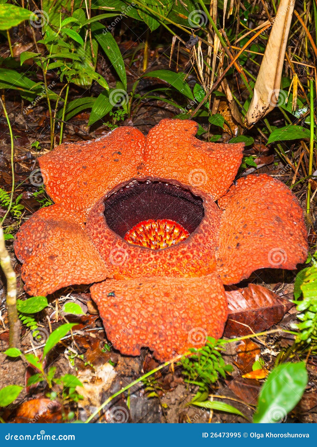 Rafflesia. stock image. Image of disgust, unpleasant - 26473995