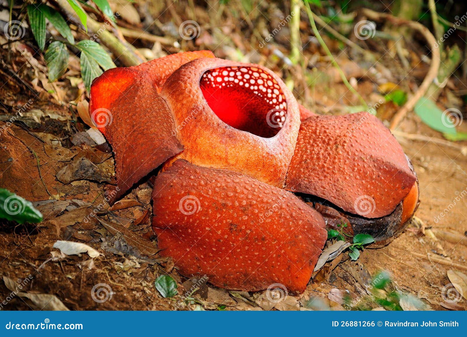 Rafflesia stock photo. Image of flower, peninsula, forest - 26881266