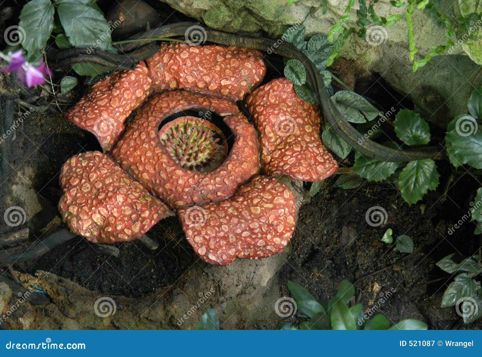 Rafflesia stock image. Image of giant, asia, borneo, plants - 521087