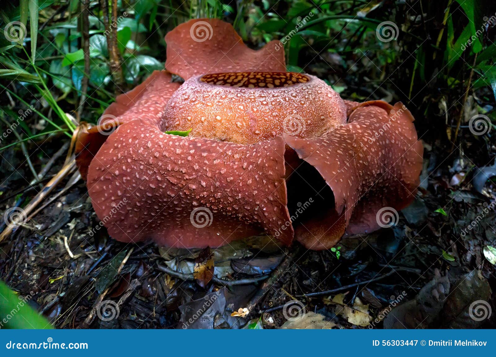 Rafflesia imagen de archivo. Imagen de planta, java, filipinas - 56303447