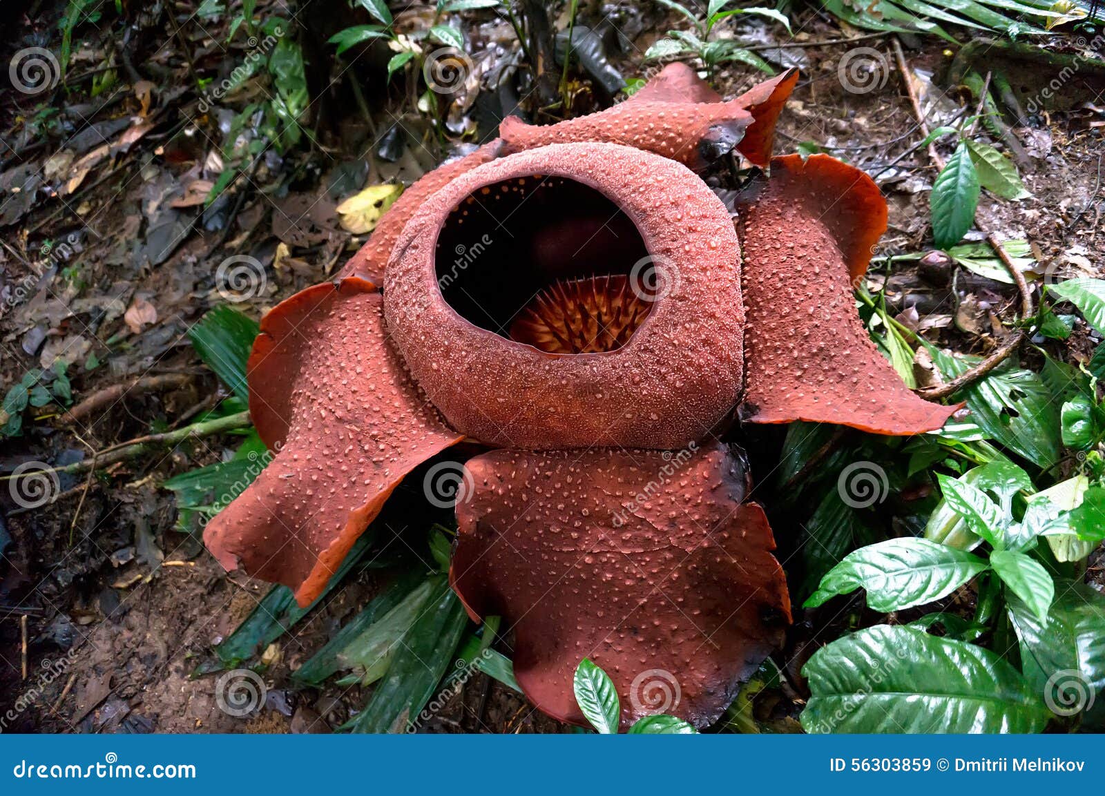 Rafflesia imagen de archivo. Imagen de hallazgo, especie - 56303859