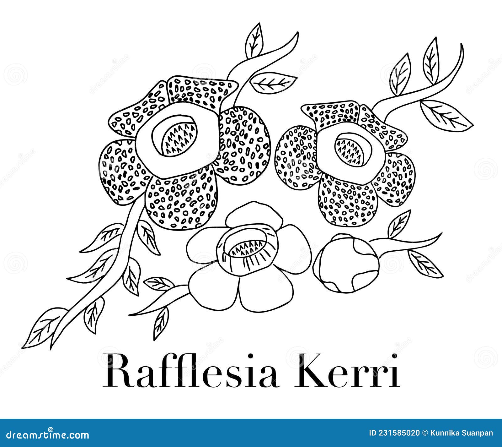 Rafflesia Arnoldii or Corpse Flower,the Biggest Flower,vector ...