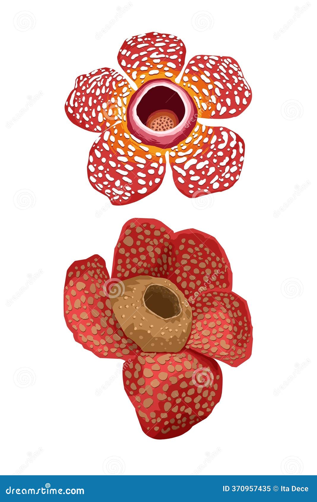 Rafflesia Arnoldii Flower Blooming Showing Its Hole Cartoon Vector ...