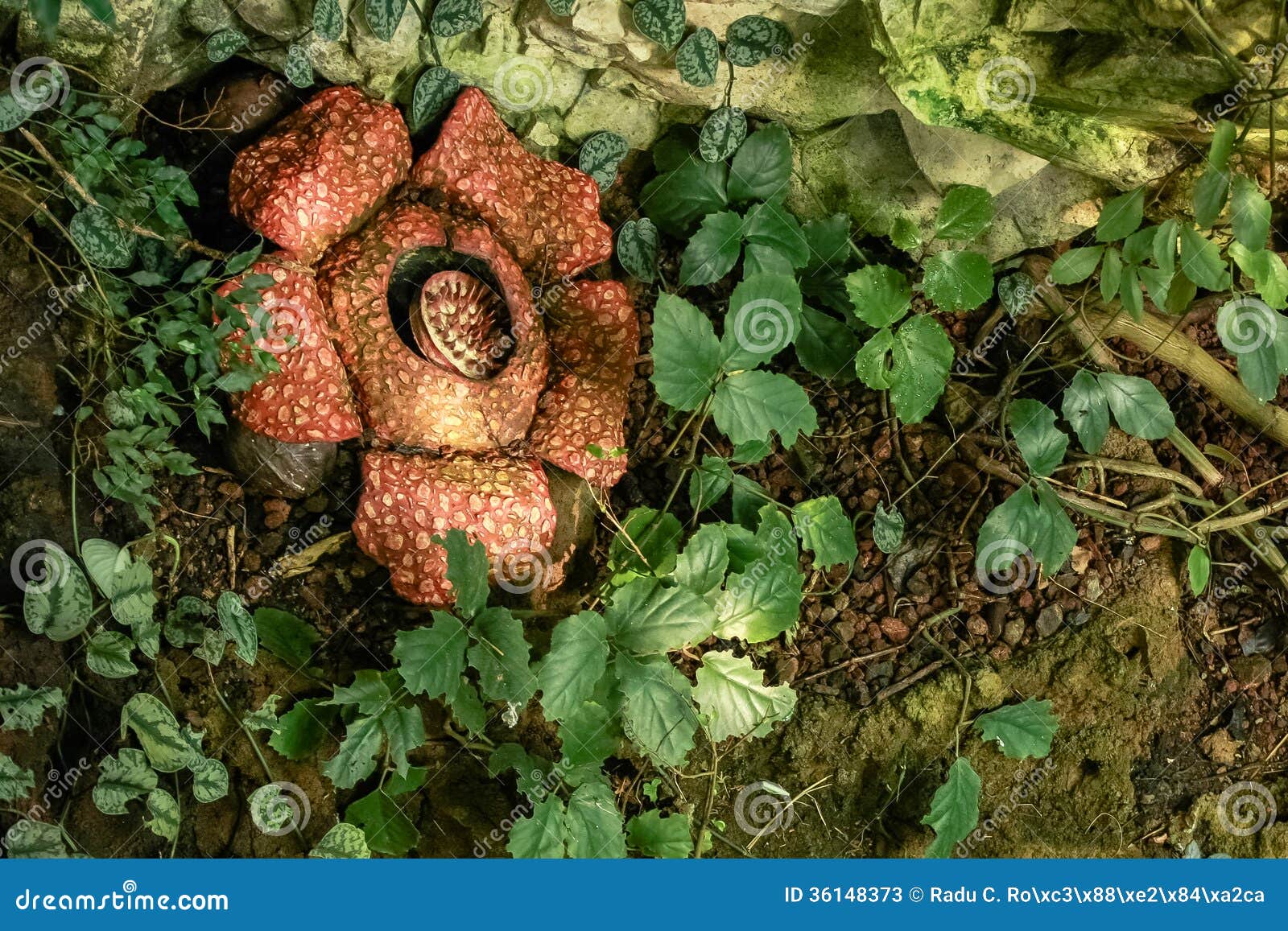 Rafflesia arnoldii stock image. Image of biggest, thailand - 36148373