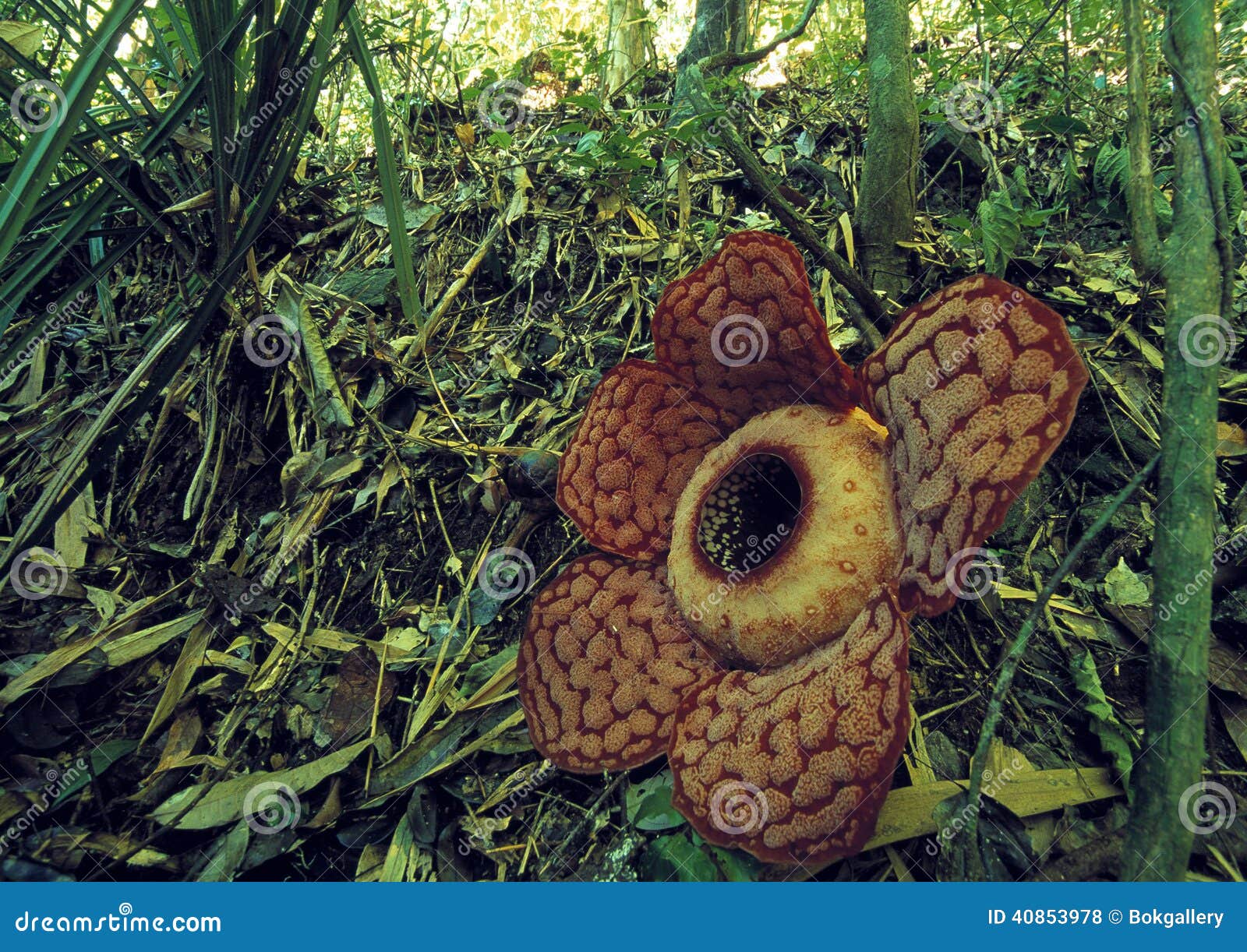 Rafflesia, Belum, Perak, Malasia Foto de archivo - Imagen de tropical ...