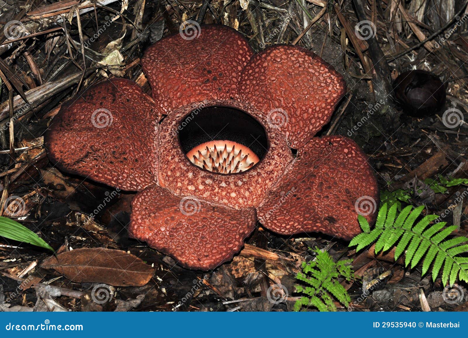 Rafflesia, the Biggest Flower in the World Stock Photo - Image of ...