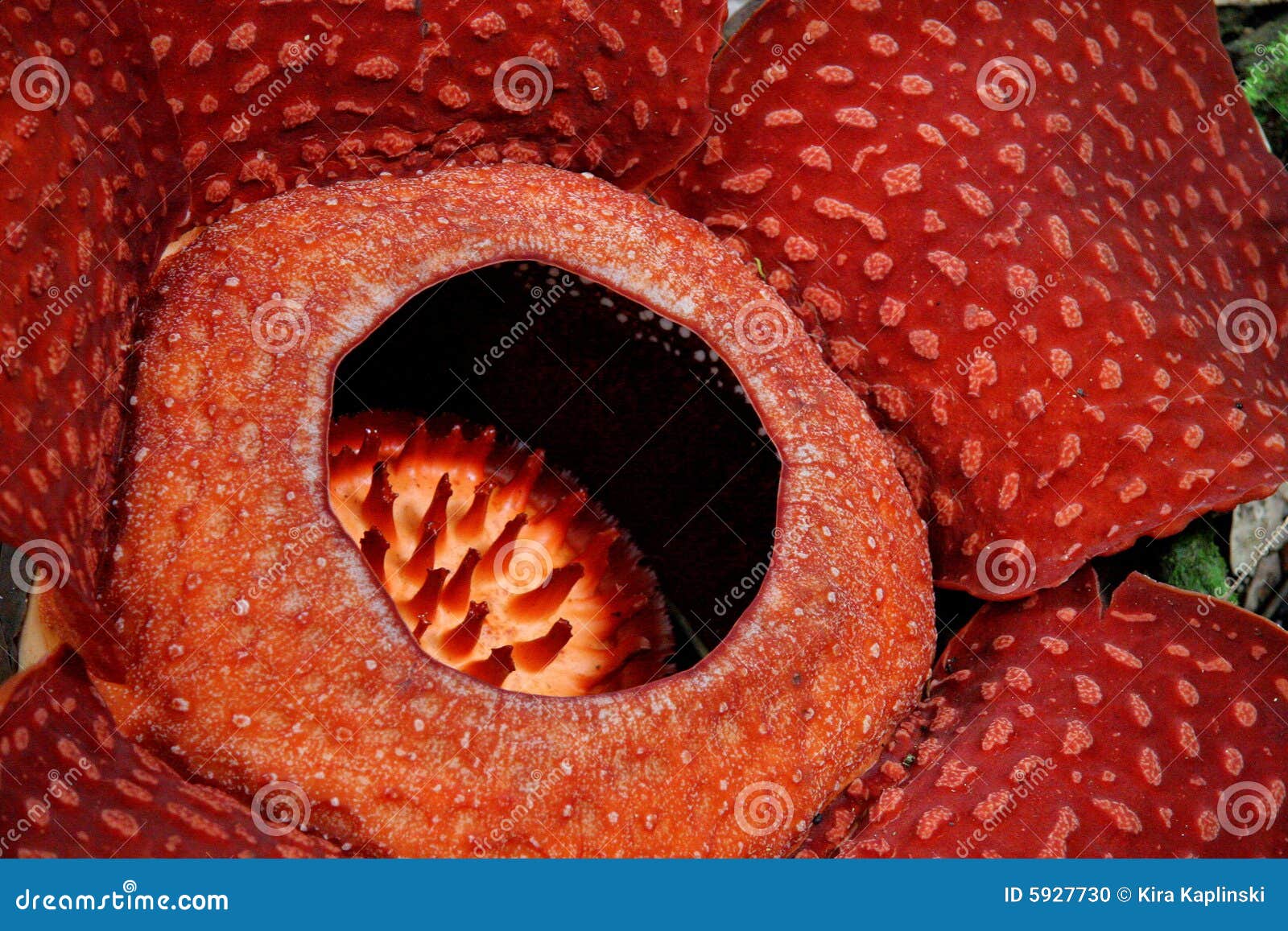 Rafflesia, the Biggest Flower in the World Stock Photo - Image of asia ...