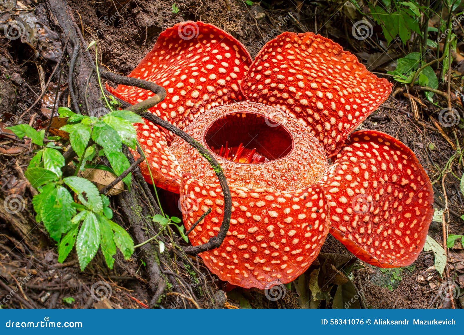 Rafflesia, De Grootste Bloem in De Wereld, Sumatra, Indonesië Stock ...
