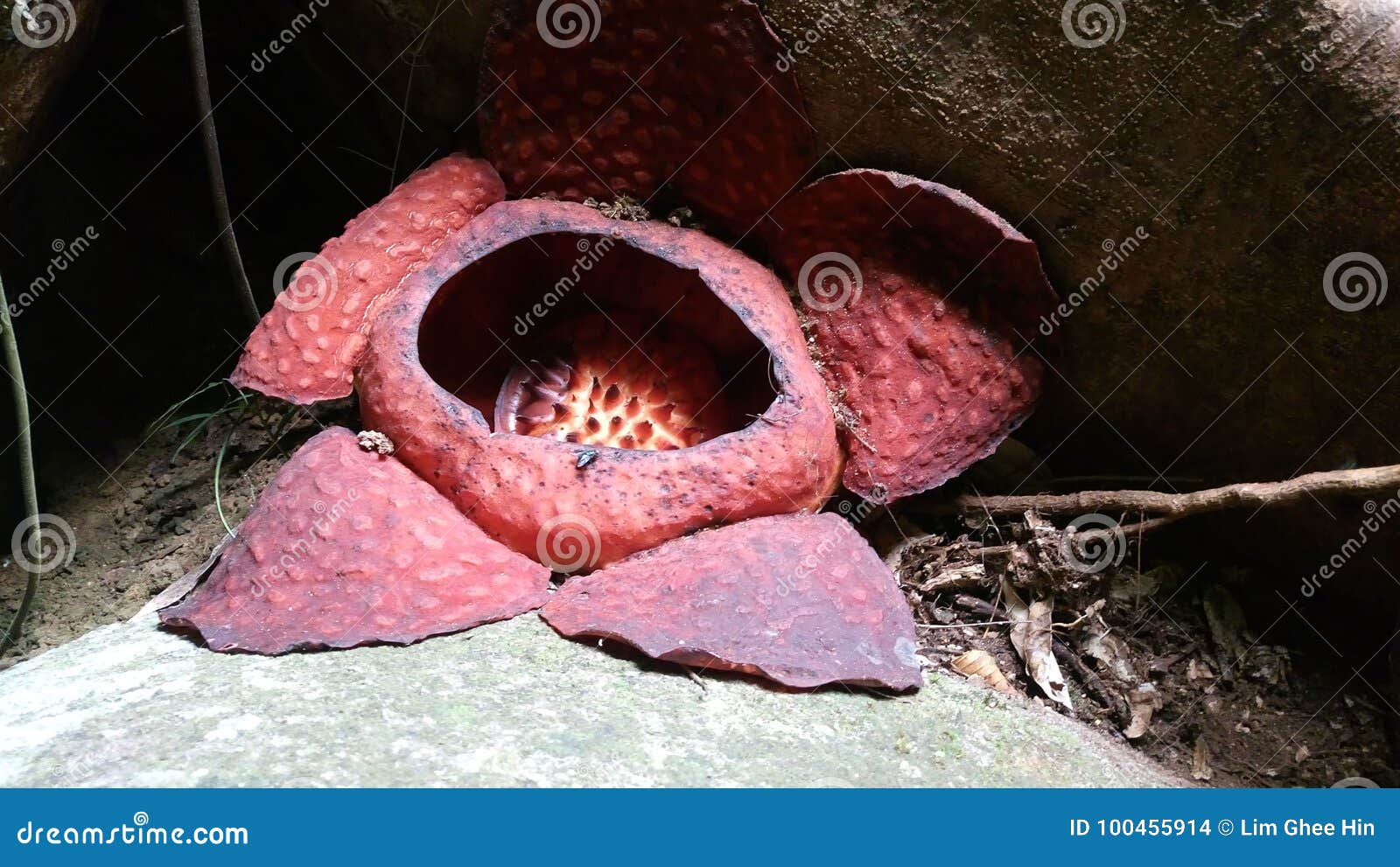 Rafflesia flower blossom stock photo. Image of blossom - 100455914
