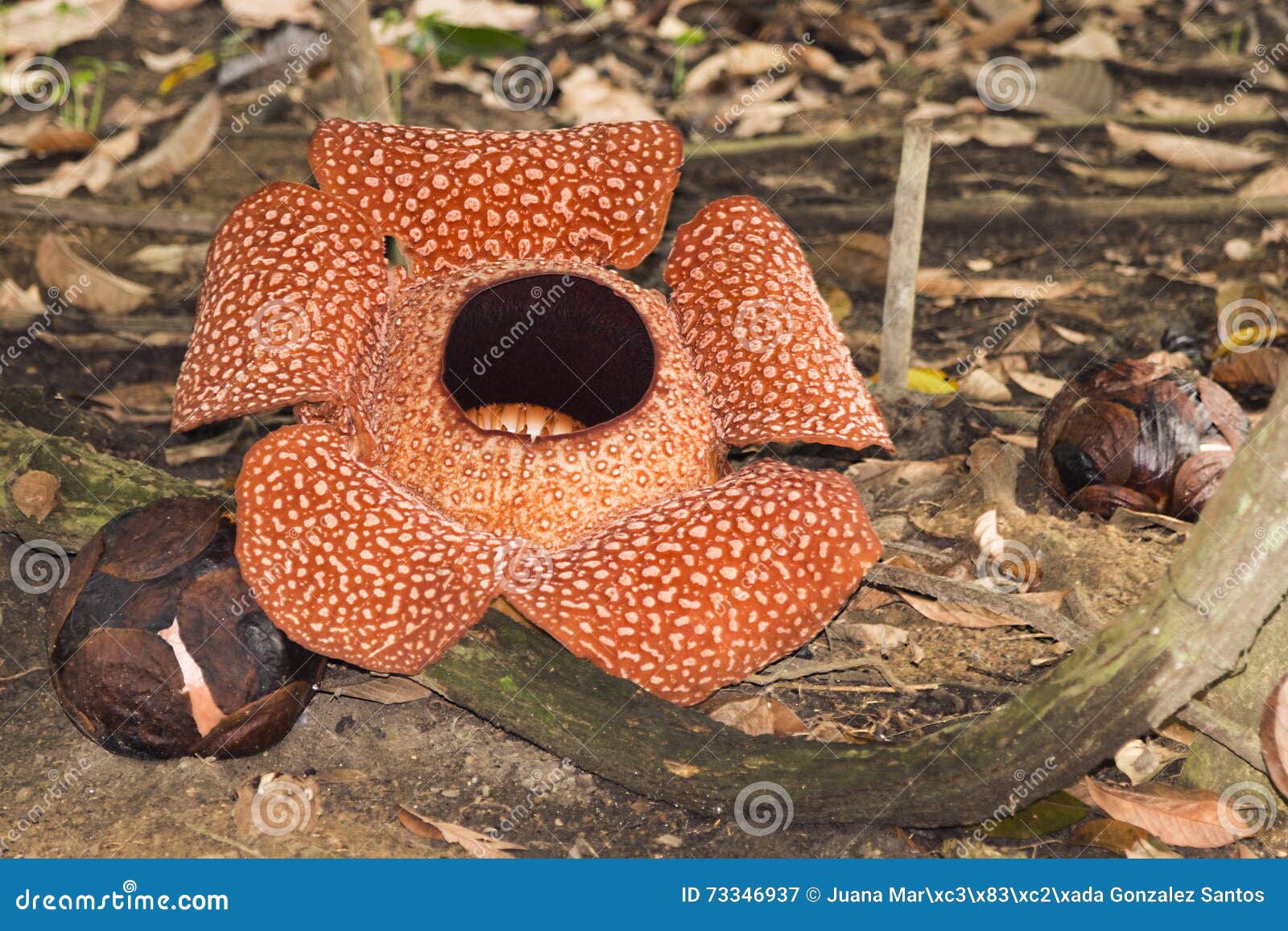 Rafflesia flower in Borneo stock image. Image of tropical - 73346937