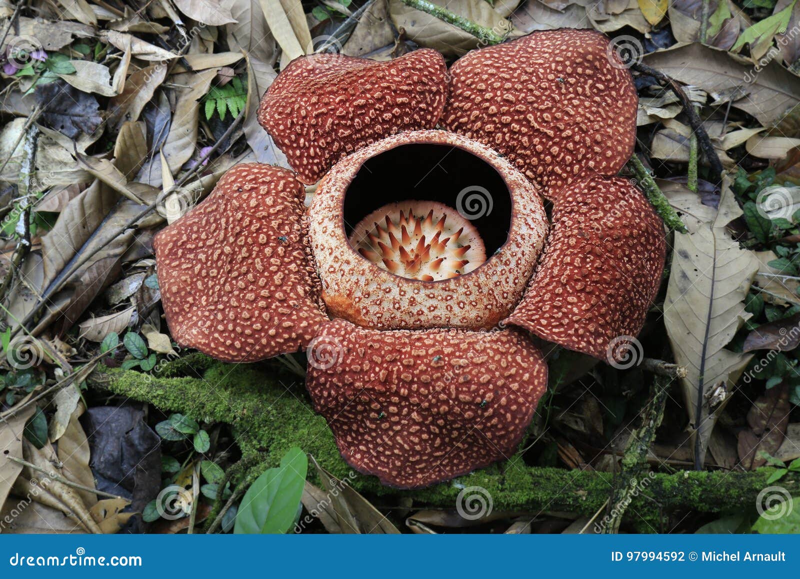 Rafflesia stock photo. Image of dreamstime, selection - 97994592