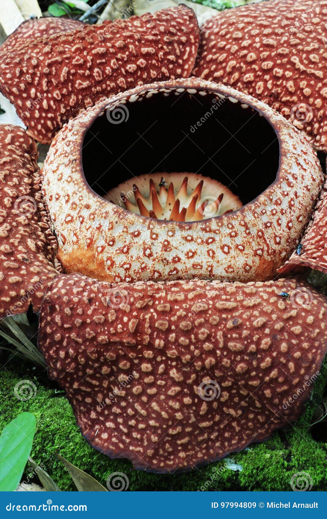Rafflesia stock image. Image of biggest, blossom, kinabalu - 97994809