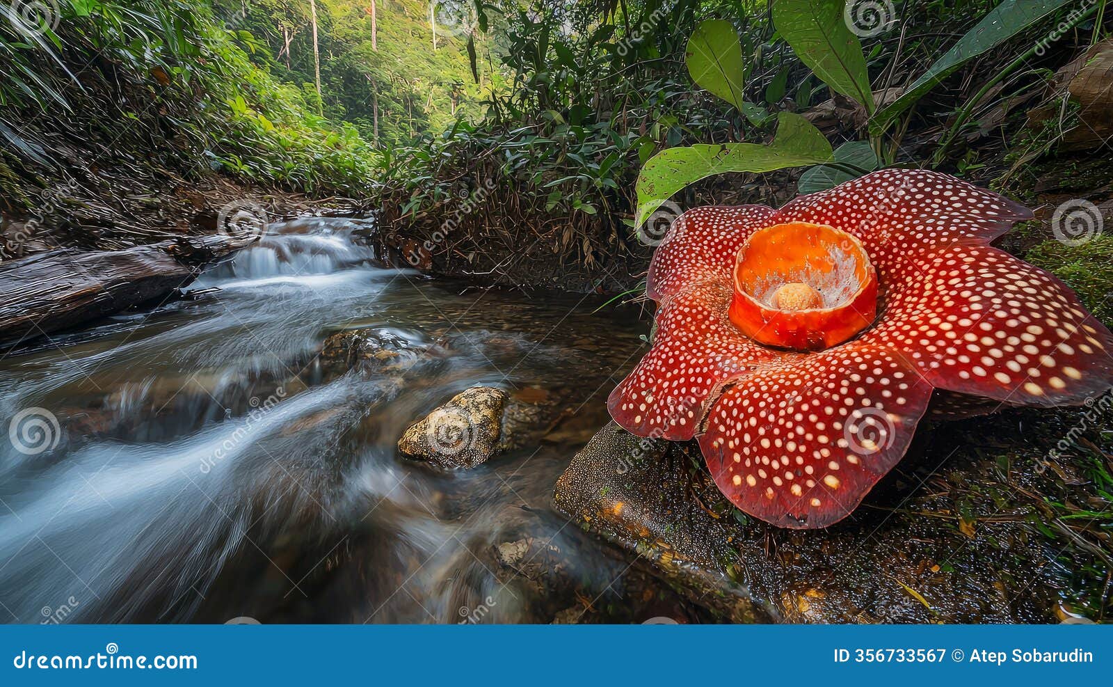 Rafflesia Flower Near Stream, Rainforest Stock Image - Image of color ...