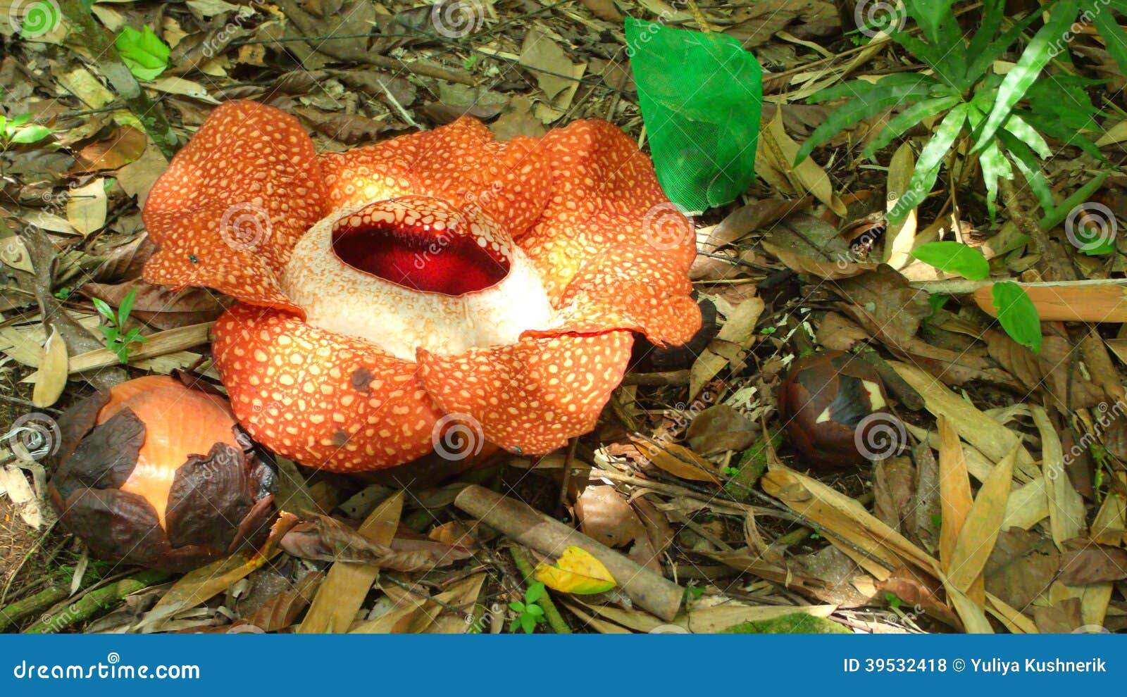 Rafflesia stock photo. Image of large, deflower, indonesia - 39532418