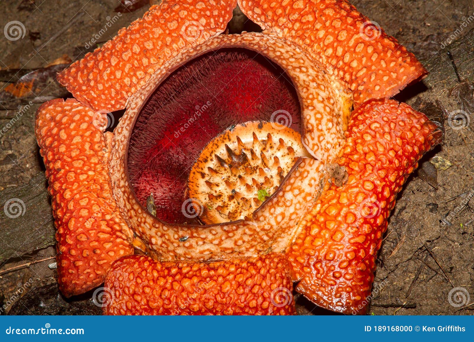 Rafflesia foto de archivo. Imagen de flor, olor, planta - 189168000