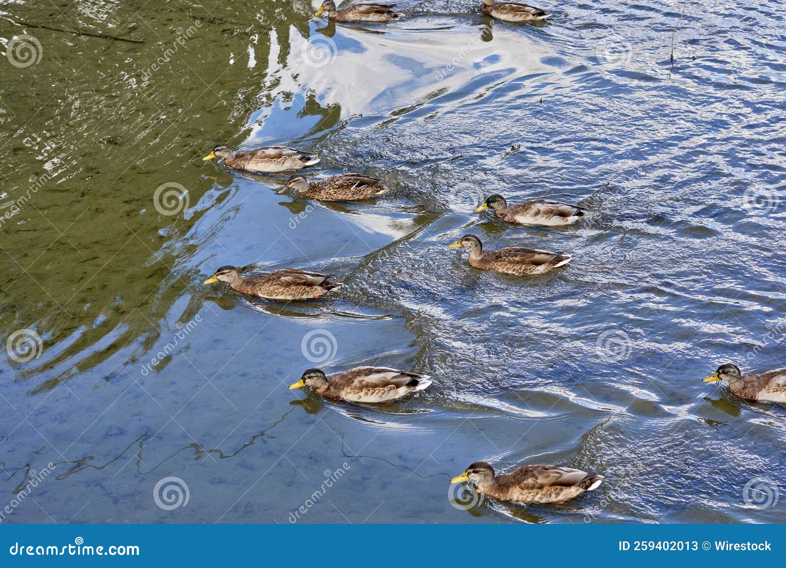 Raft of Ducks Swimming on a River Stock Image - Image of grass, water ...