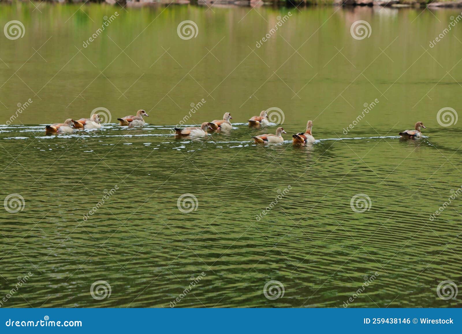 Raft of Mallard Ducks Swimming in the Lake Stock Photo - Image of ...