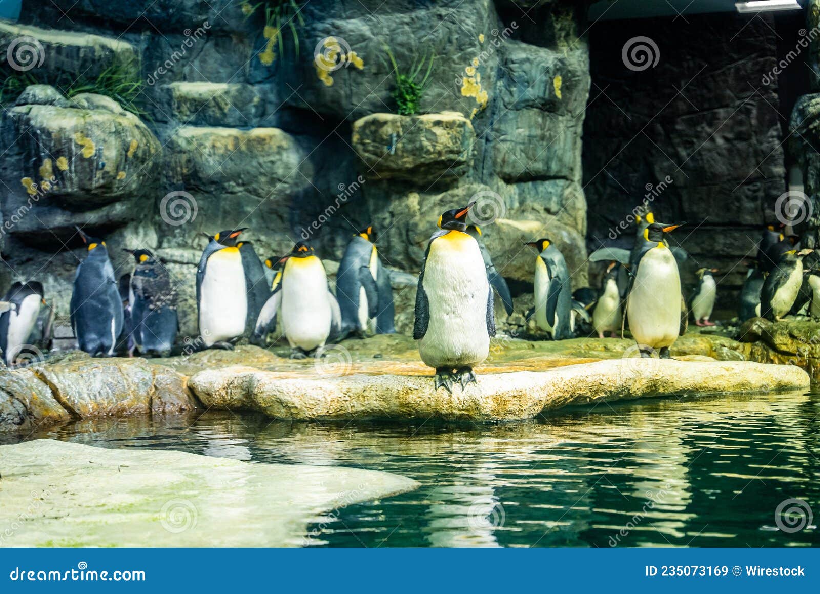 Raft of Penguins on a Rocky Surface Stock Image - Image of adorable ...