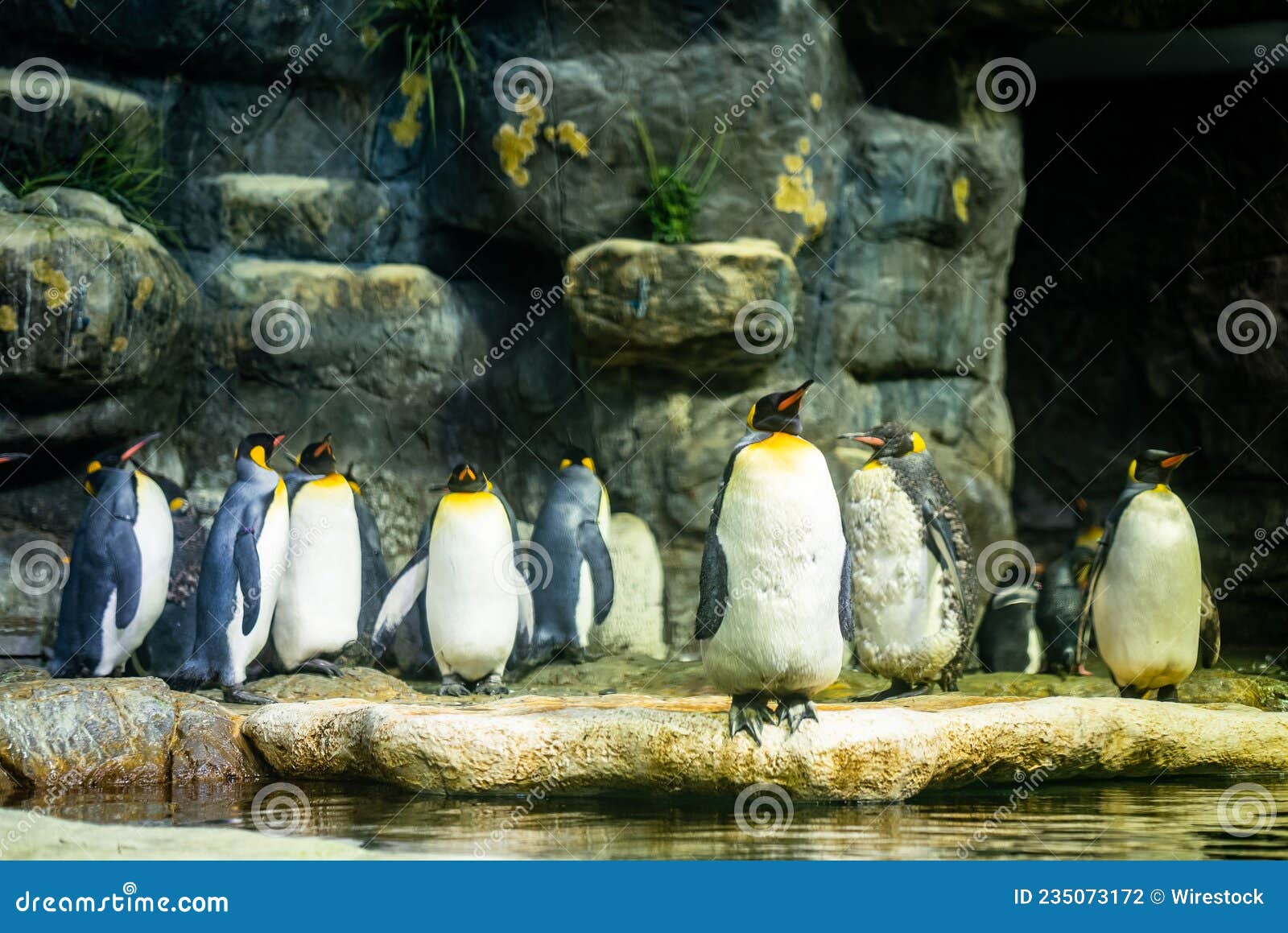 Raft of Penguins on a Rocky Surface Stock Photo - Image of surface ...