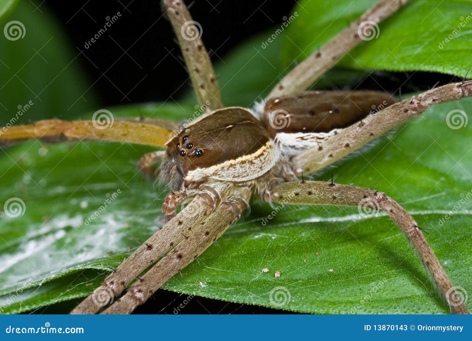 A Raft Spider Floats Above A Swampy Lake Bottom In Pennsylvania Stock ...