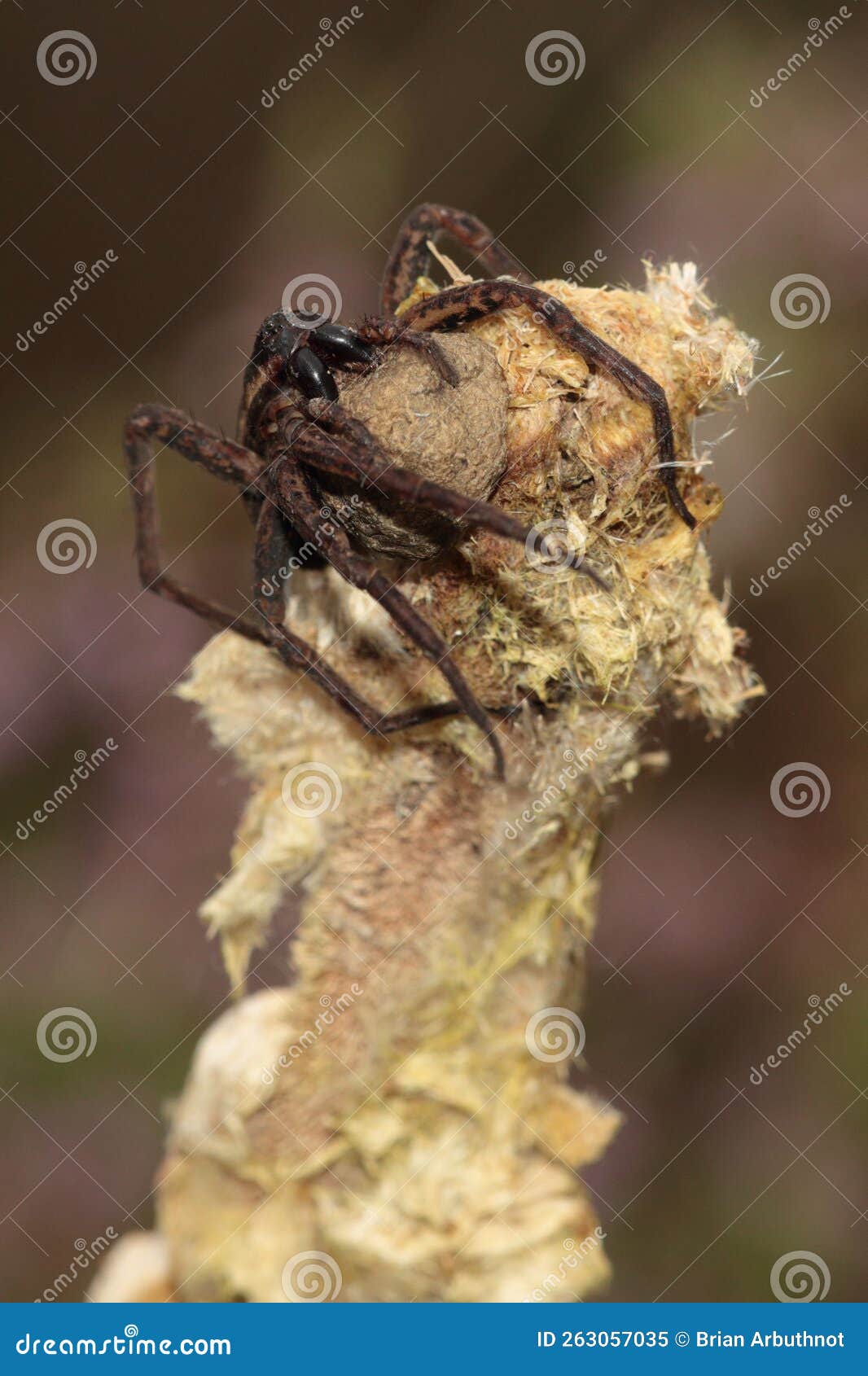 Raft Spider Carrying Egg Sack Stock Image - Image of insect, sack ...