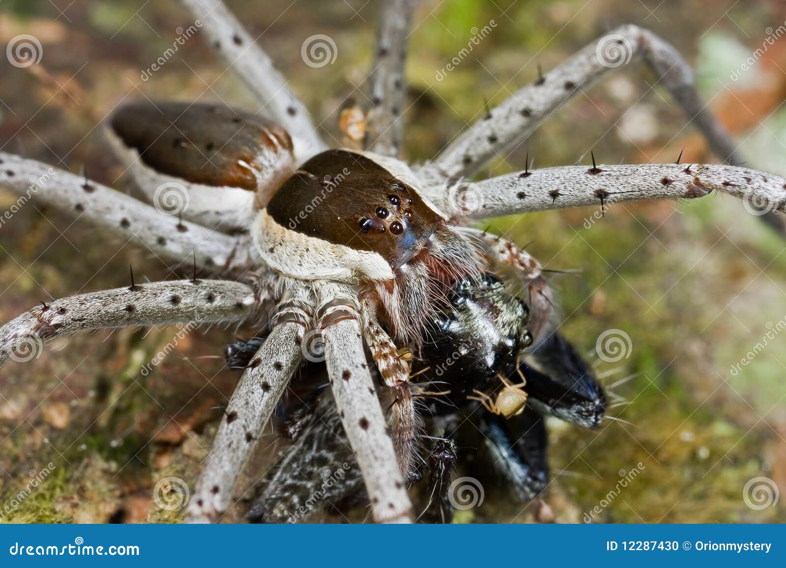 A Raft Spider Floats Above A Swampy Lake Bottom In Pennsylvania Stock ...