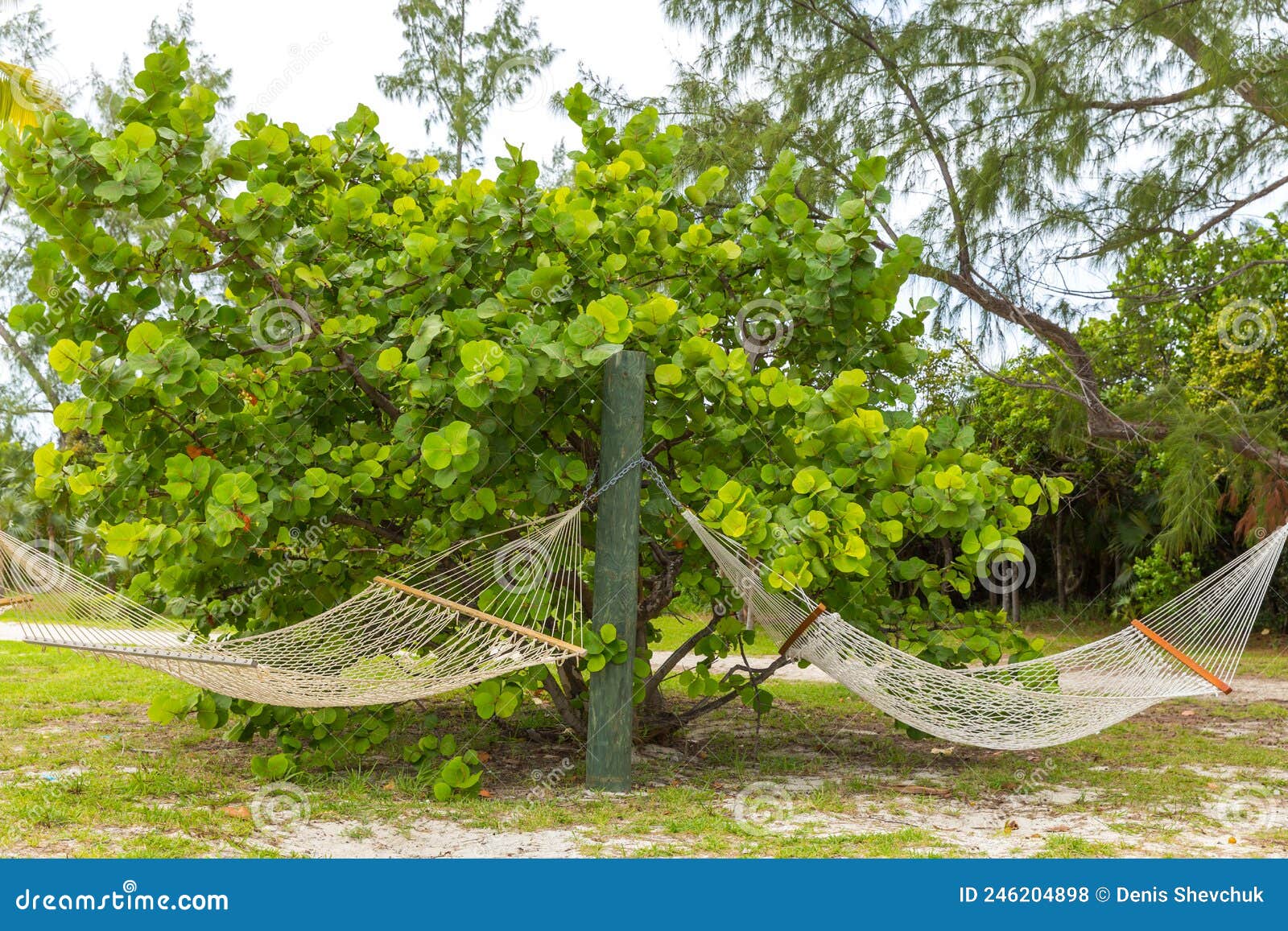 Rag Hanging Hammocks on Tree Stock Photo - Image of coconut, exotic ...