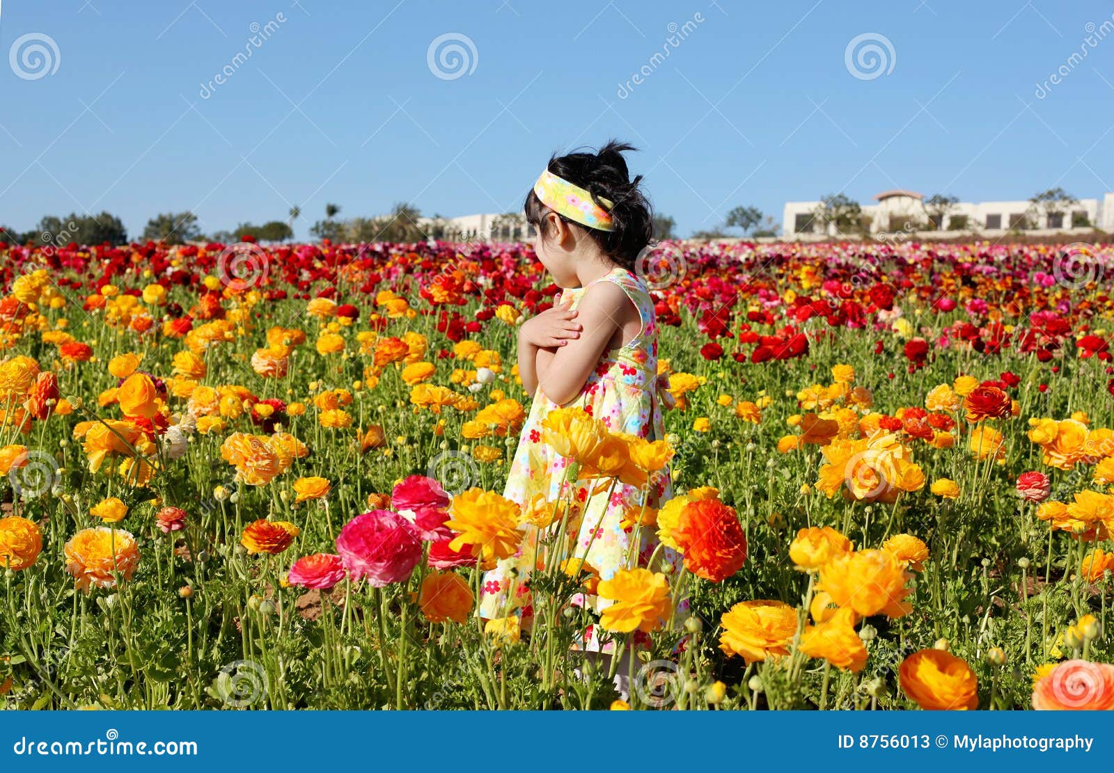 Ragazza di fiore del campo immagine stock. Immagine di fiori - 8756013