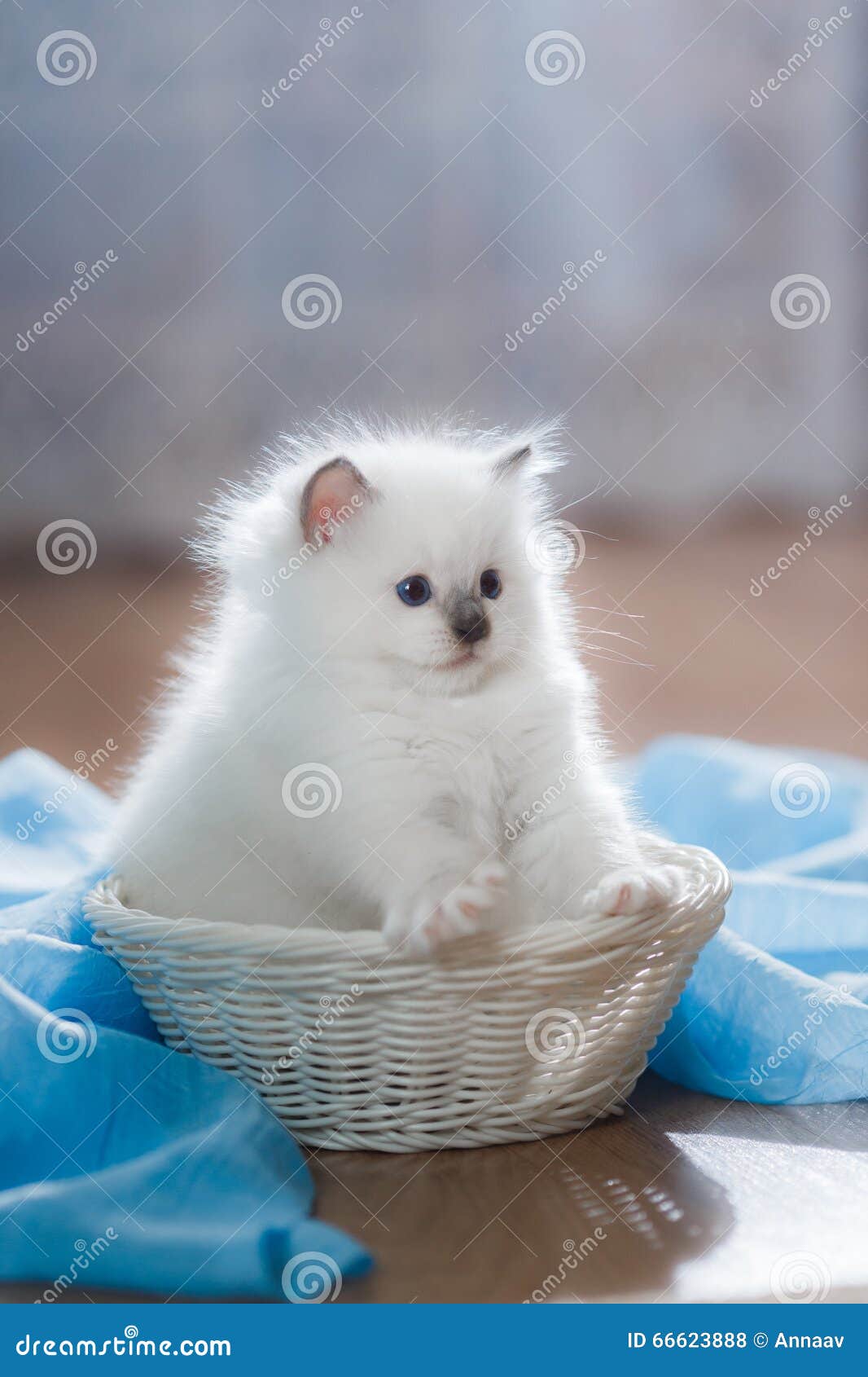 Ragdoll blue point kitten stock photo. Image of pair - 66623888