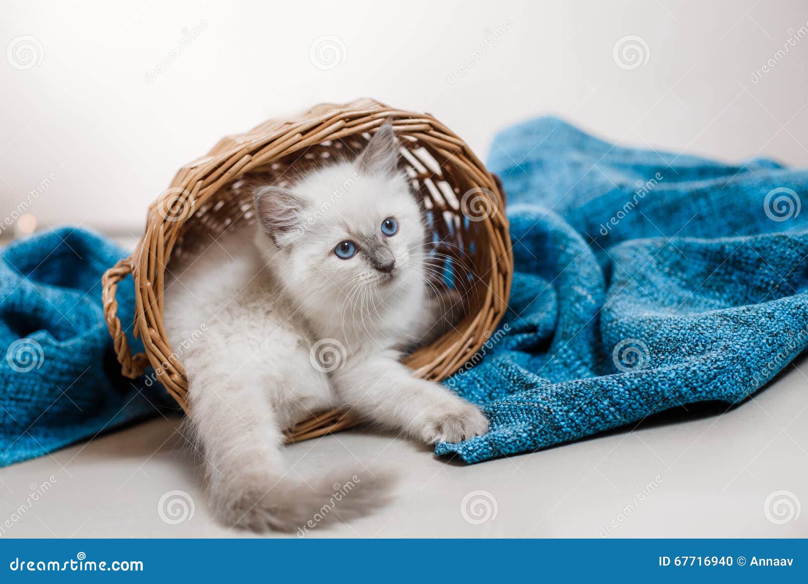 Ragdoll Blue Point Little Kitten Stock Photo - Image of inside ...