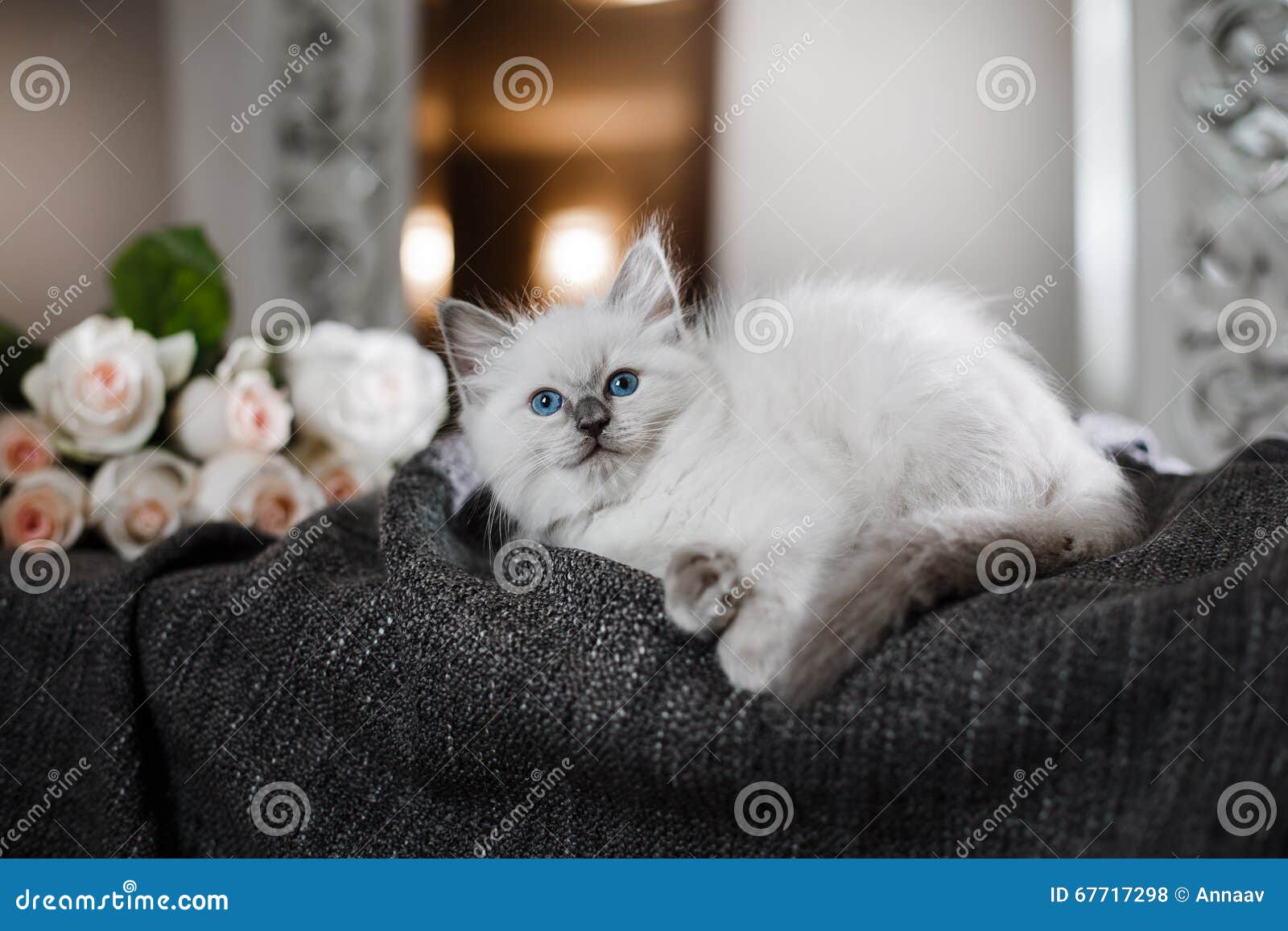 Ragdoll Blue Point Little Kitten Stock Photo - Image of blue, kittens ...