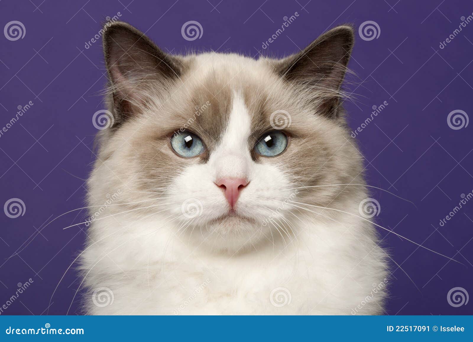 Ragdoll On Purple Background Stock Photo | CartoonDealer.com #28380156